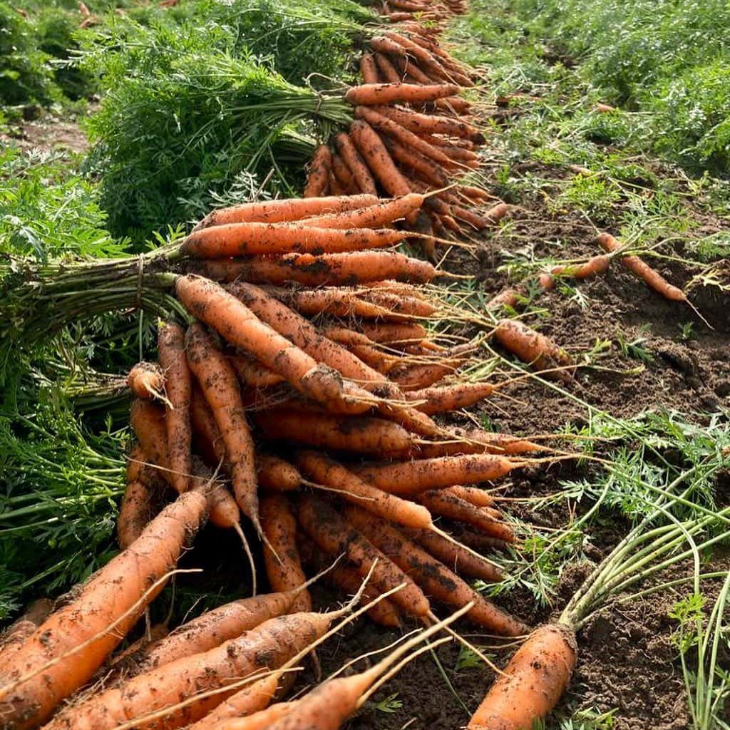 Bund Karotten | Unsere Karotten | Glaser Iznang