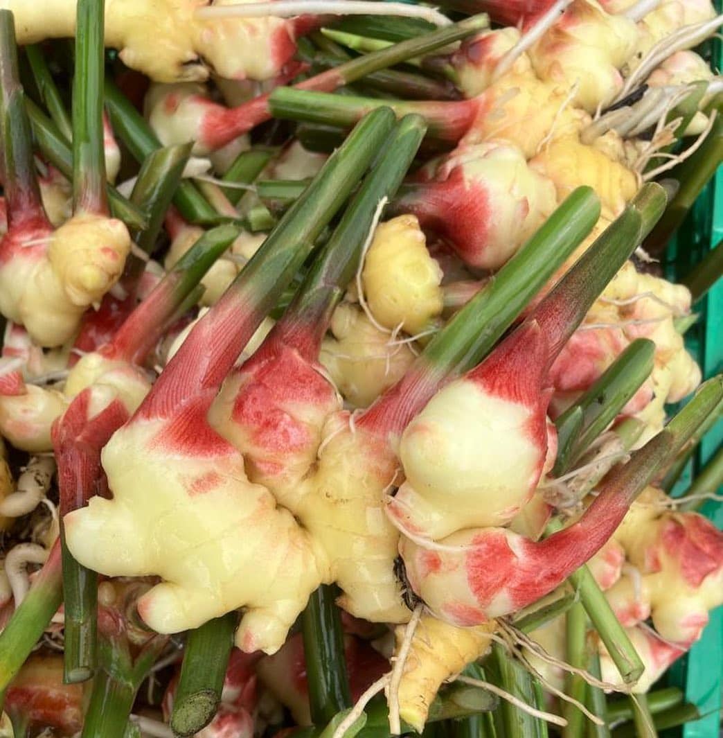 Die Ingwerzeit beginnt! | Glaser Iznang