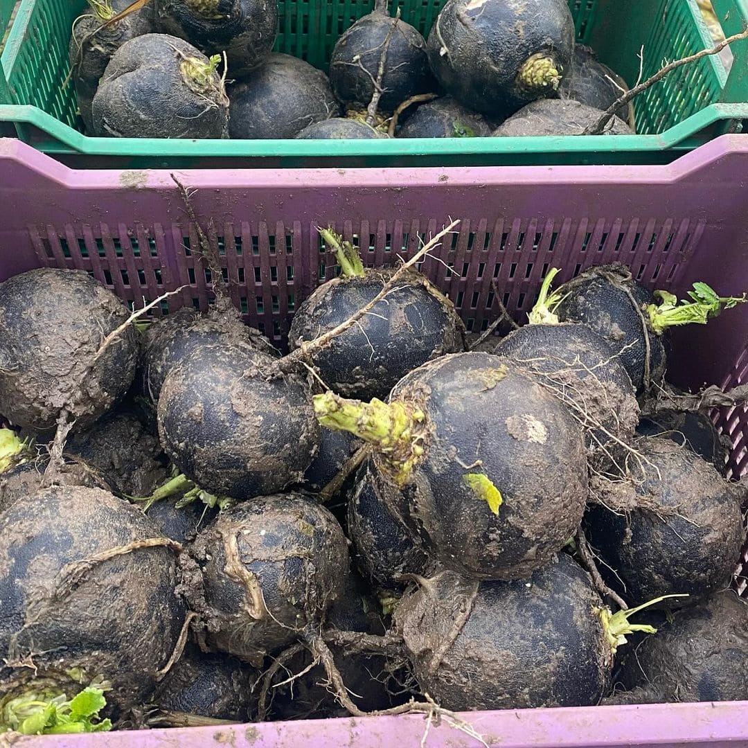 Winterrettich – Schwarzer Rettich | Glaser Iznang